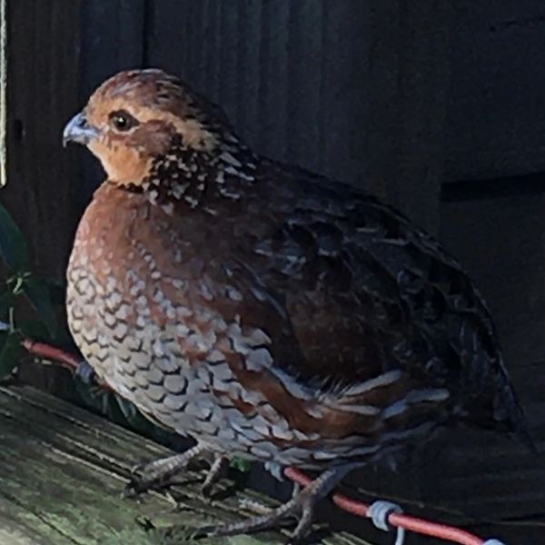 NPIP Certified Quail for Sale - Everything Quail Inc.
